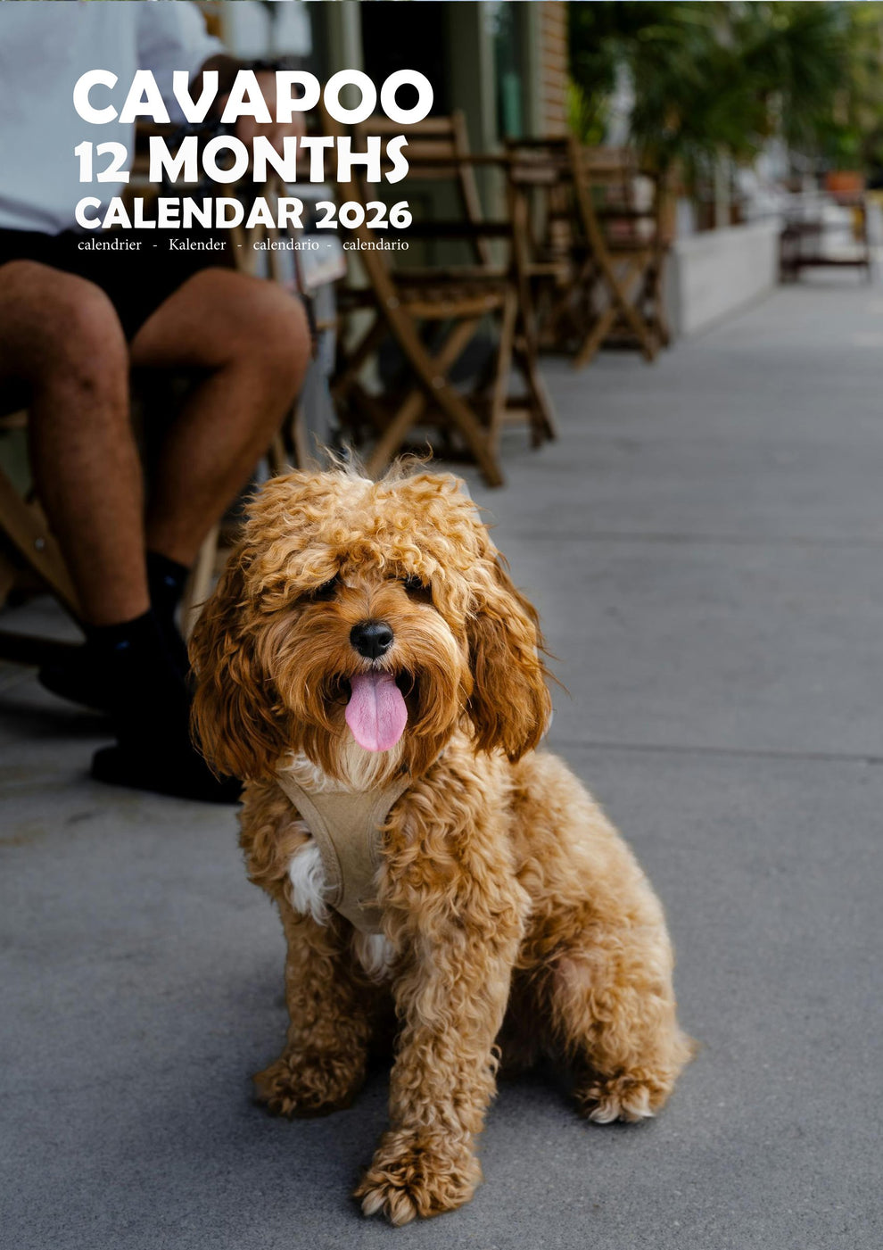 Cavapoo Dog Calendar 2026 – M-PRA Range